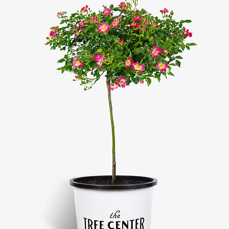 Pink Drift Rose - Tree Form For Sale Online | The Tree Center