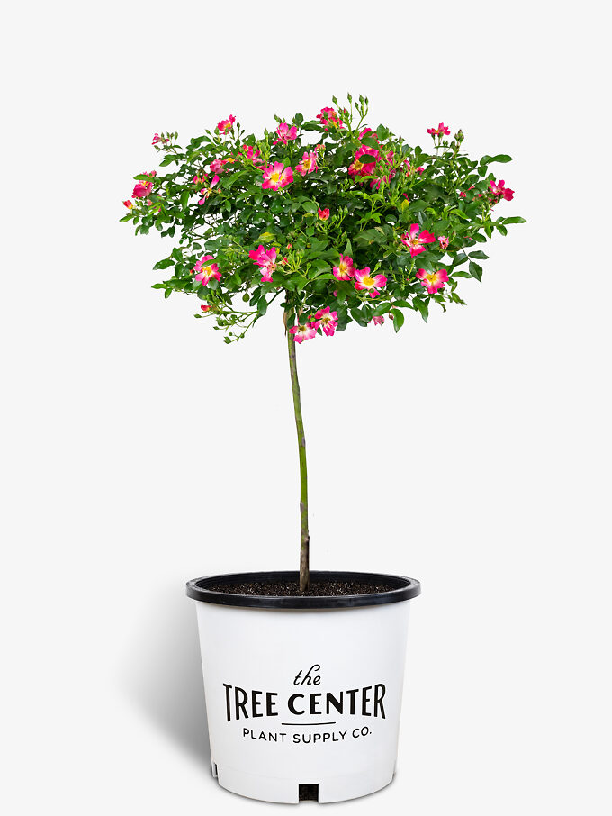Knockout Rose Trees For Sale Online | The Tree Center