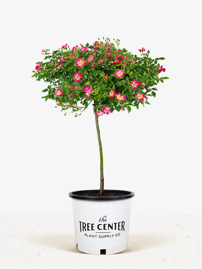 Red Drift Rose Bushes For Sale Online | The Tree Center
