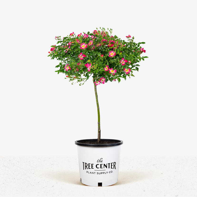 Pink Drift Rose - Tree Form For Sale Online | The Tree Center