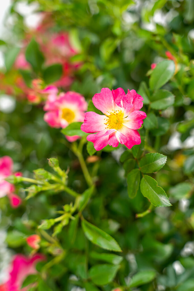 Pink Drift Rose - Tree Form For Sale Online | The Tree Center