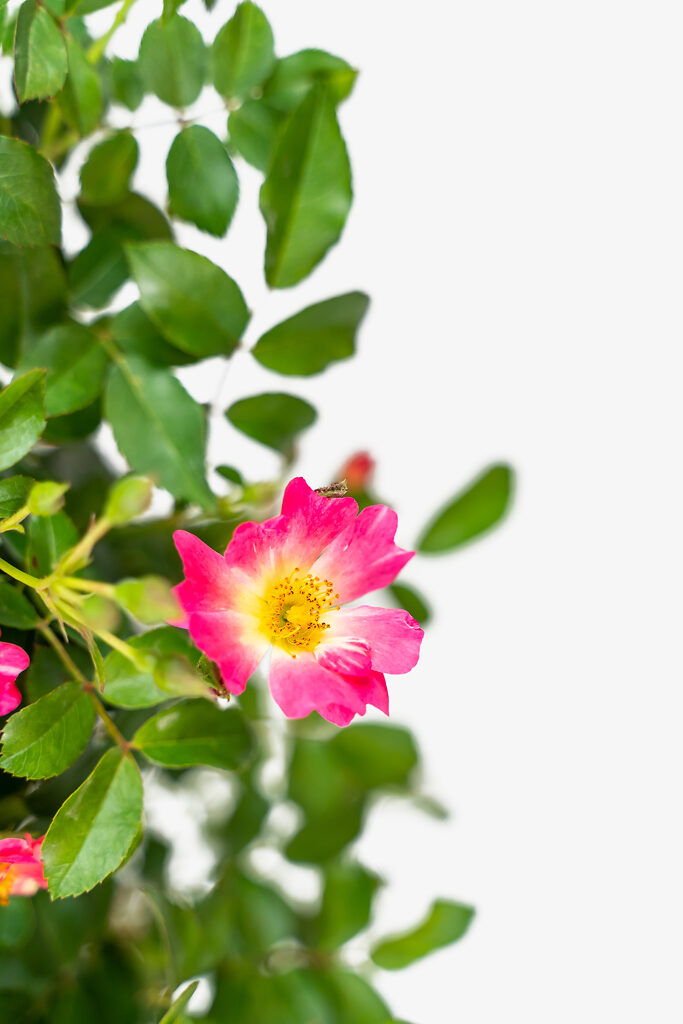 Pink Drift Rose - Tree Form For Sale Online | The Tree Center