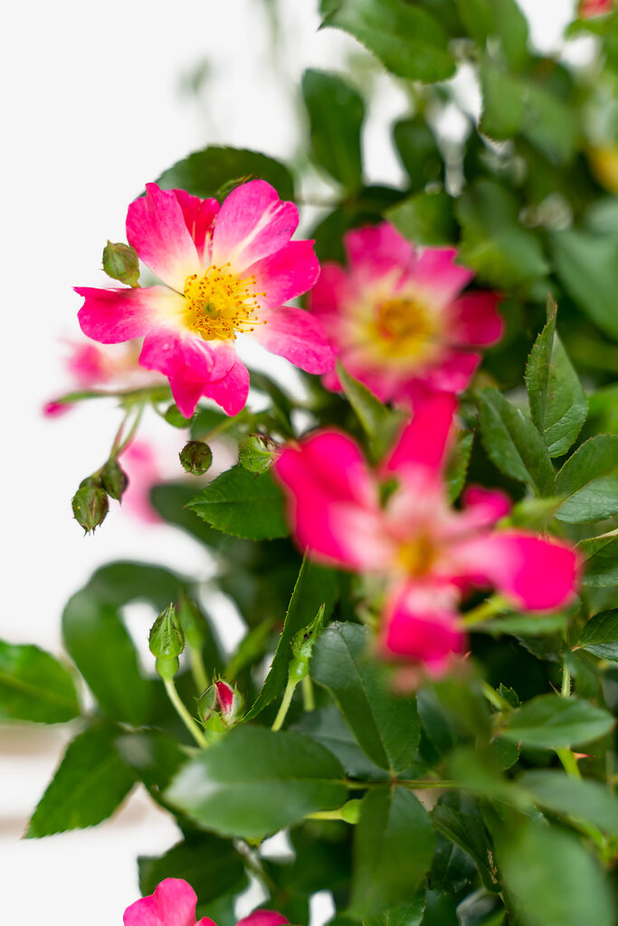 Pink Drift Rose - Tree Form For Sale Online | The Tree Center