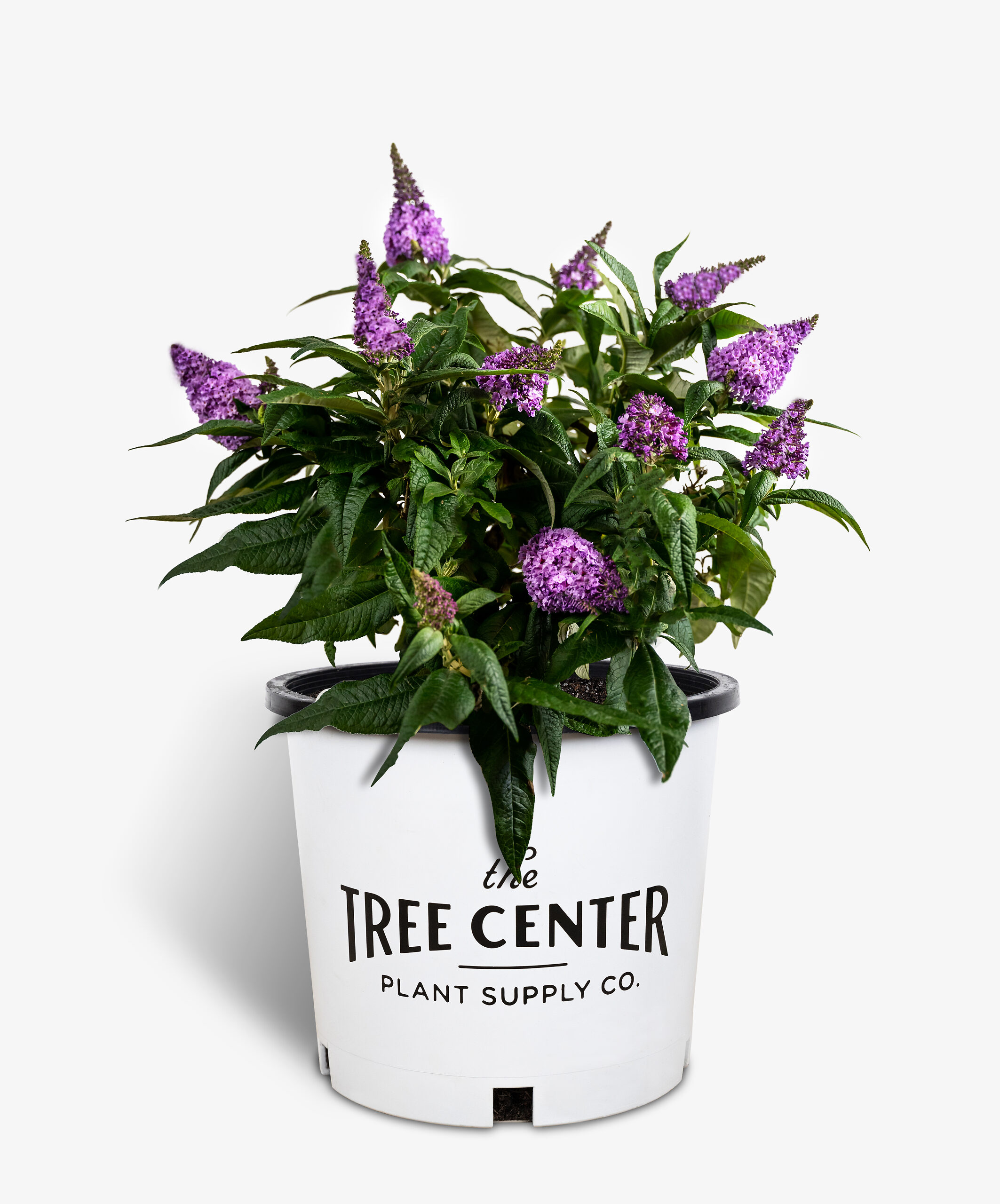 Pugster Amethyst Butterfly Bushes For Sale Online | The Tree Center