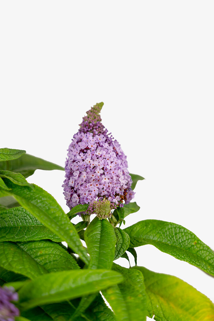 Pugster Amethyst Butterfly Bushes For Sale Online | The Tree Center