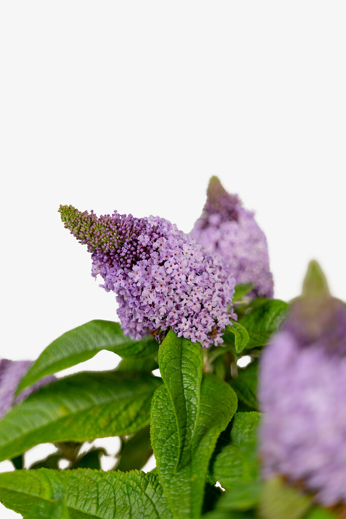 Pugster Amethyst Butterfly Bushes For Sale Online | The Tree Center