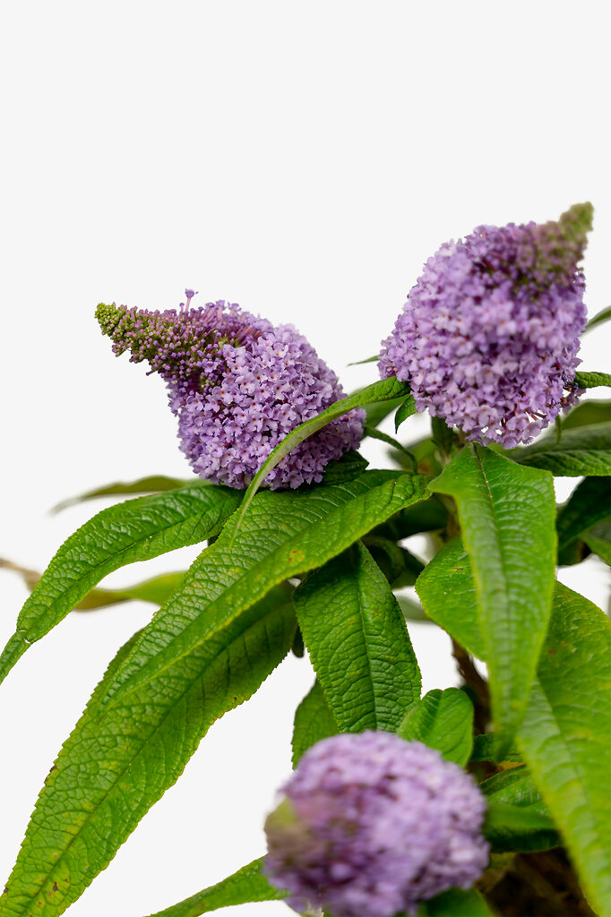 Pugster Amethyst Butterfly Bushes For Sale Online | The Tree Center