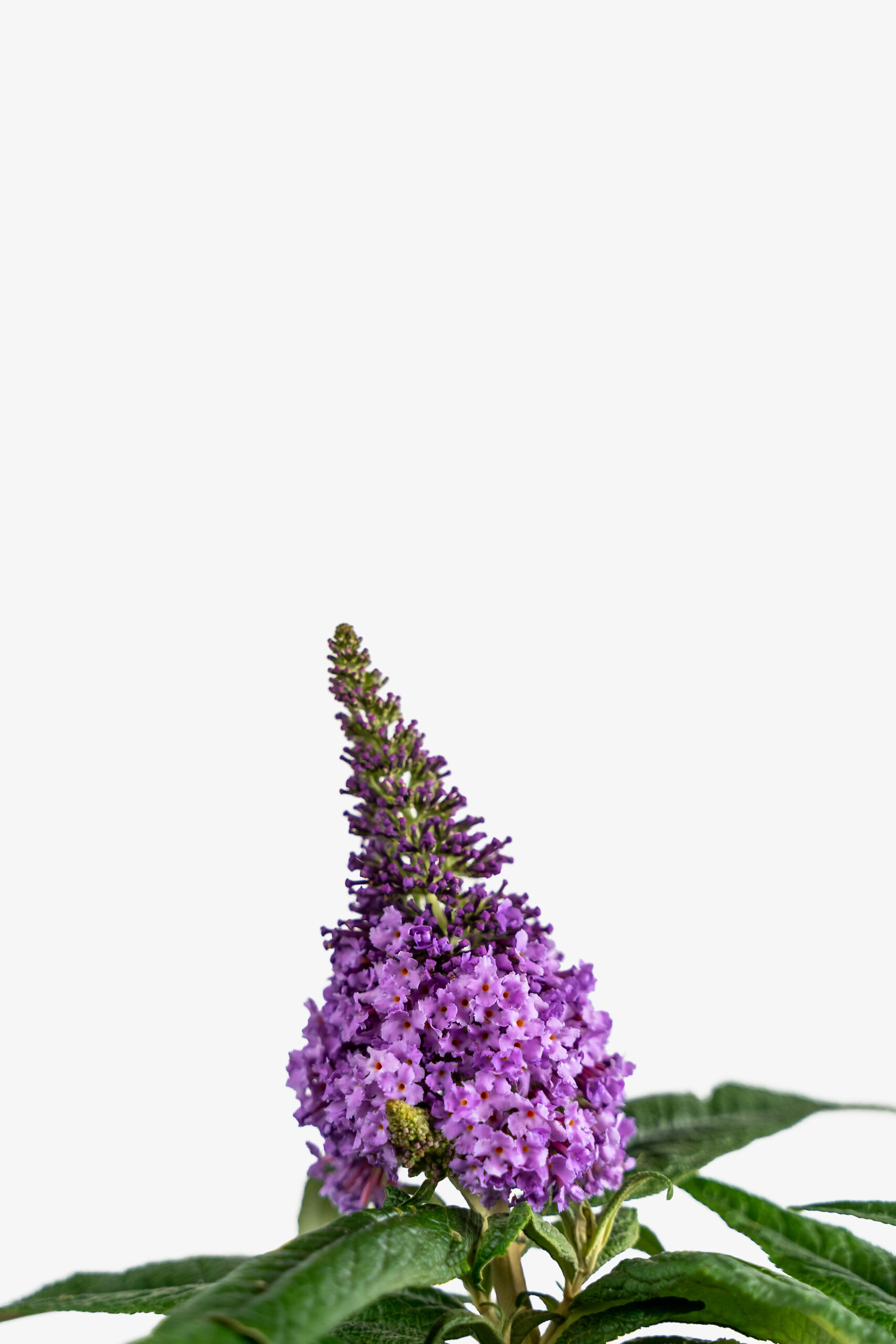 Pugster Amethyst Butterfly Bushes For Sale Online | The Tree Center