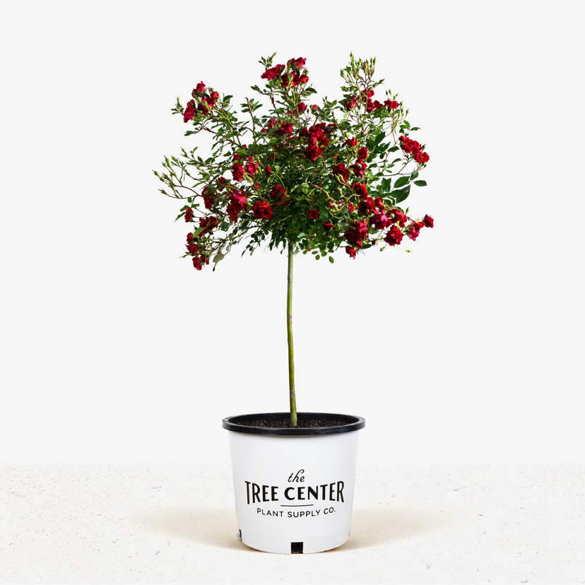 Red Drift Rose - Tree Form For Sale Online | The Tree Center