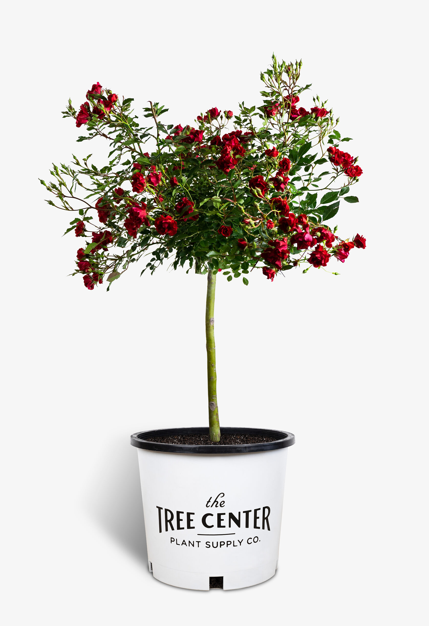 Red Drift Rose - Tree Form For Sale Online | The Tree Center