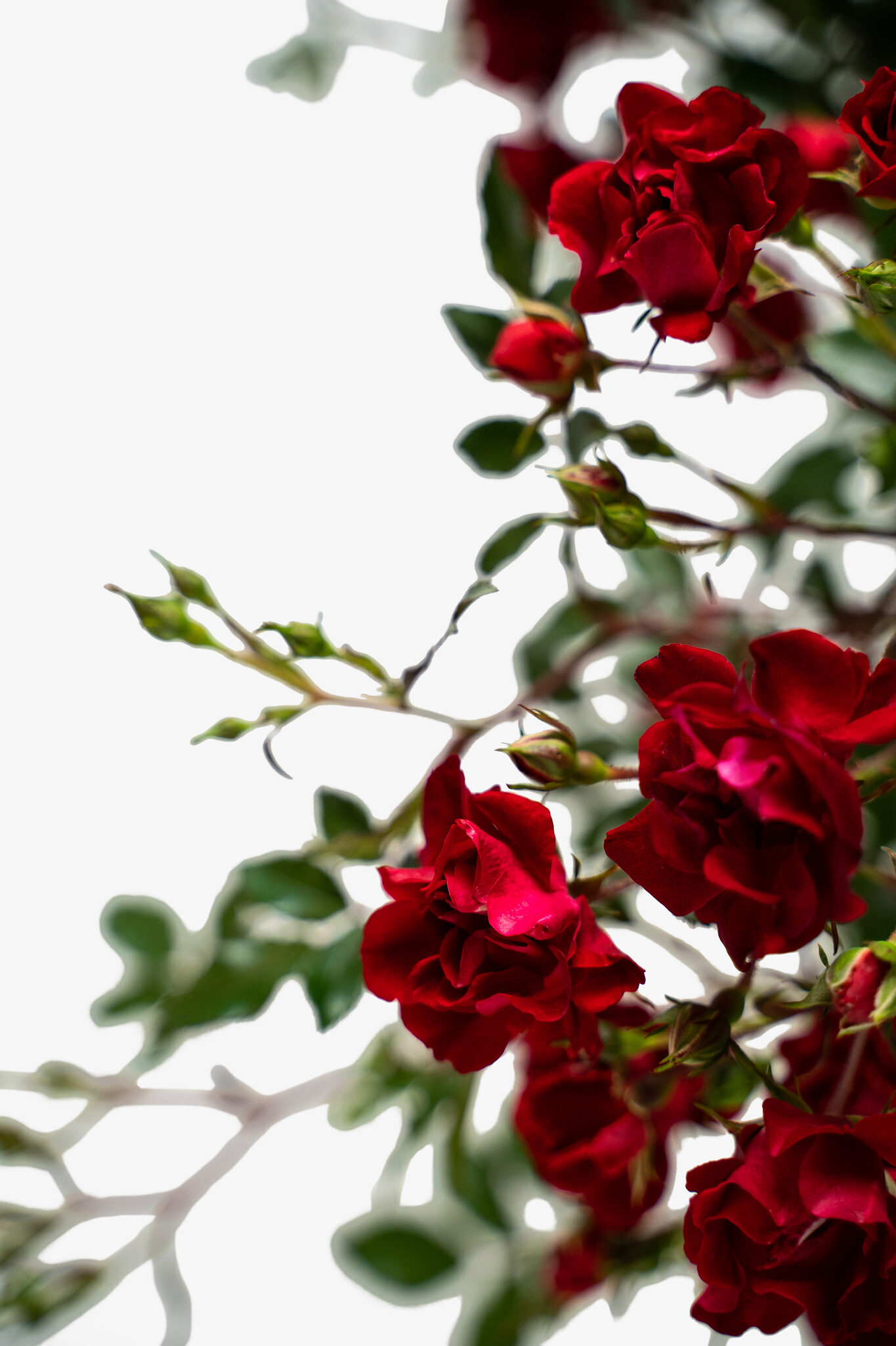 Red Drift Rose - Tree Form For Sale Online | The Tree Center
