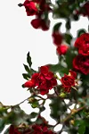 Red Drift Rose - Tree Form For Sale Online | The Tree Center