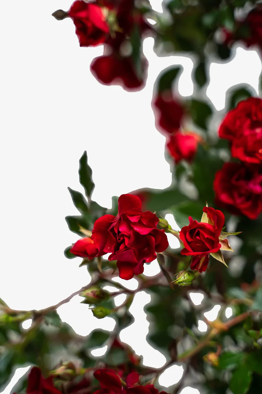 Red Drift Rose - Tree Form For Sale Online | The Tree Center