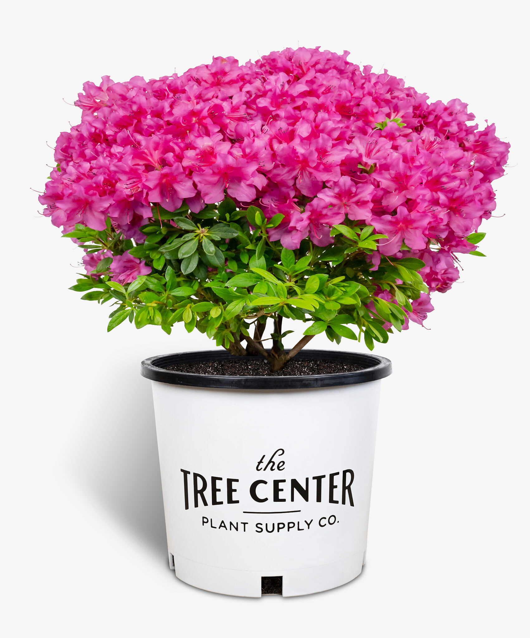 Red Magnificence ReBLOOM Azalea Shrubs For Sale Online | The Tree Center