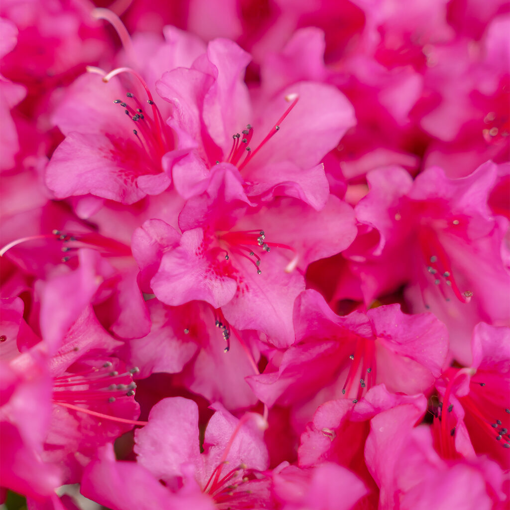 Red Magnificence ReBLOOM Azalea Shrubs For Sale Online | The Tree Center