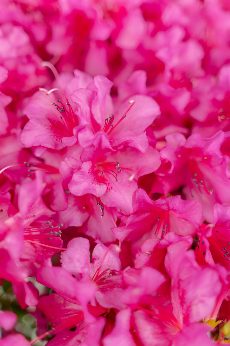 Red Magnificence ReBLOOM Azalea Shrubs For Sale Online | The Tree Center