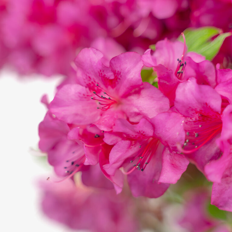 Red Magnificence ReBLOOM Azalea Shrubs For Sale Online | The Tree Center