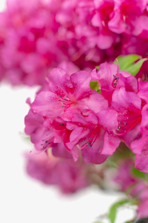 Red Magnificence ReBLOOM Azalea Shrubs For Sale Online | The Tree Center