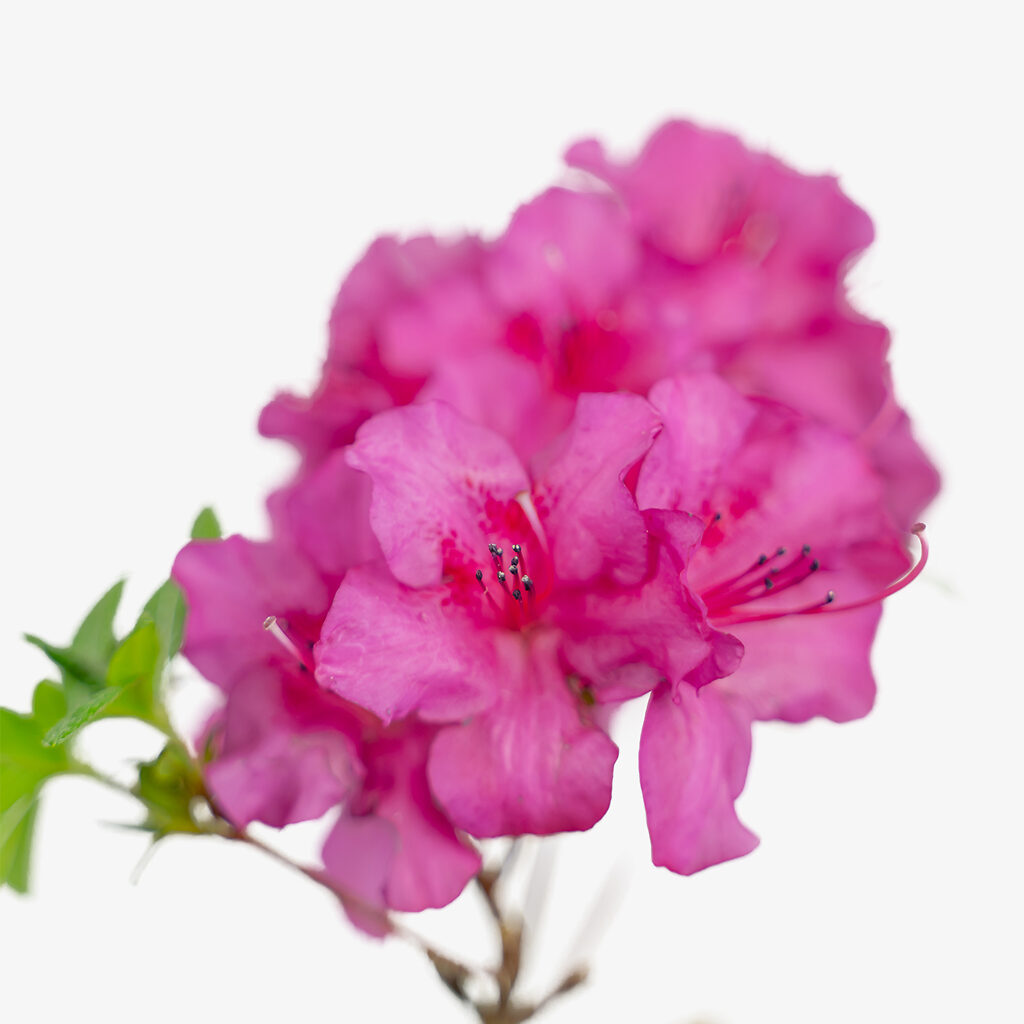 Red Magnificence ReBLOOM Azalea Shrubs For Sale Online | The Tree Center