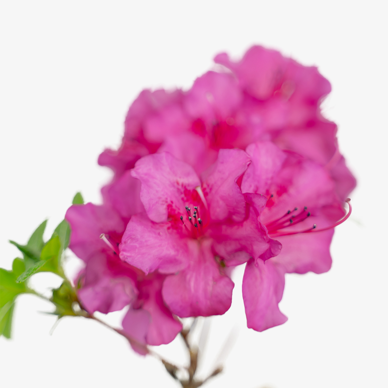 Red Magnificence ReBLOOM Azalea Shrubs For Sale Online | The Tree Center