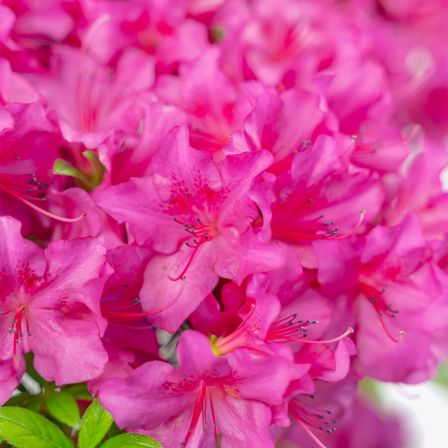 Red Magnificence ReBLOOM Azalea Shrubs For Sale Online | The Tree Center