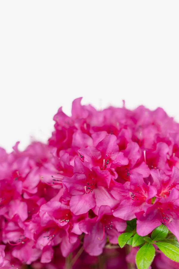 Red Magnificence ReBLOOM Azalea Shrubs For Sale Online | The Tree Center