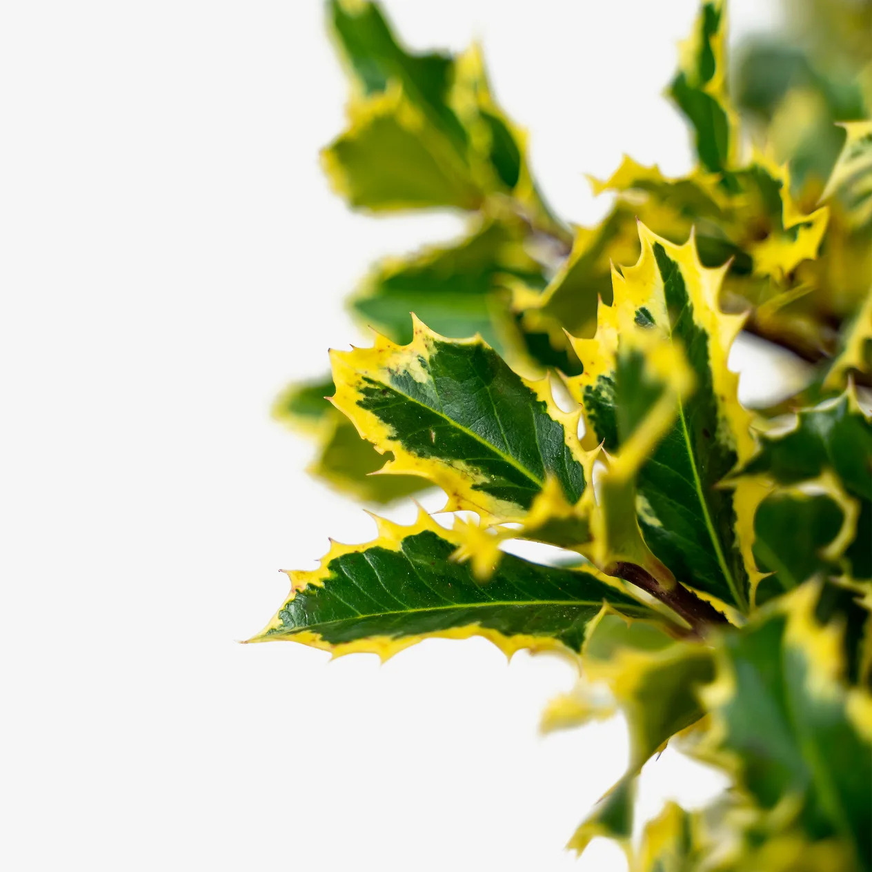 Santa's Delight Holly Trees For Sale Online | The Tree Center