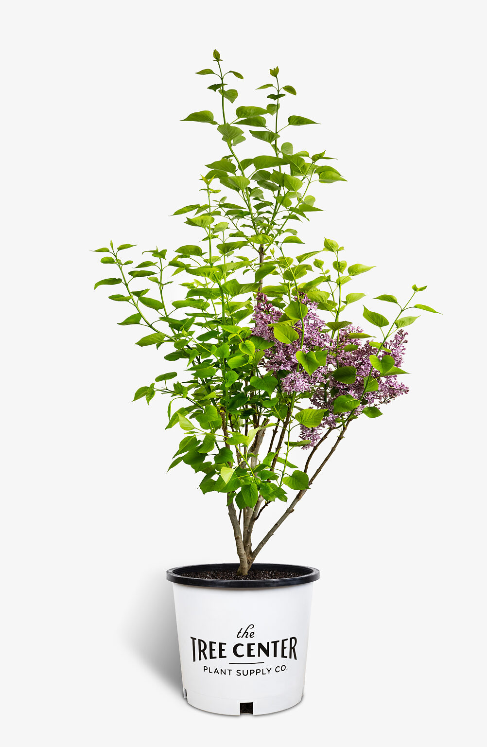 Sensation Lilac Shrubs For Sale Online | The Tree Center