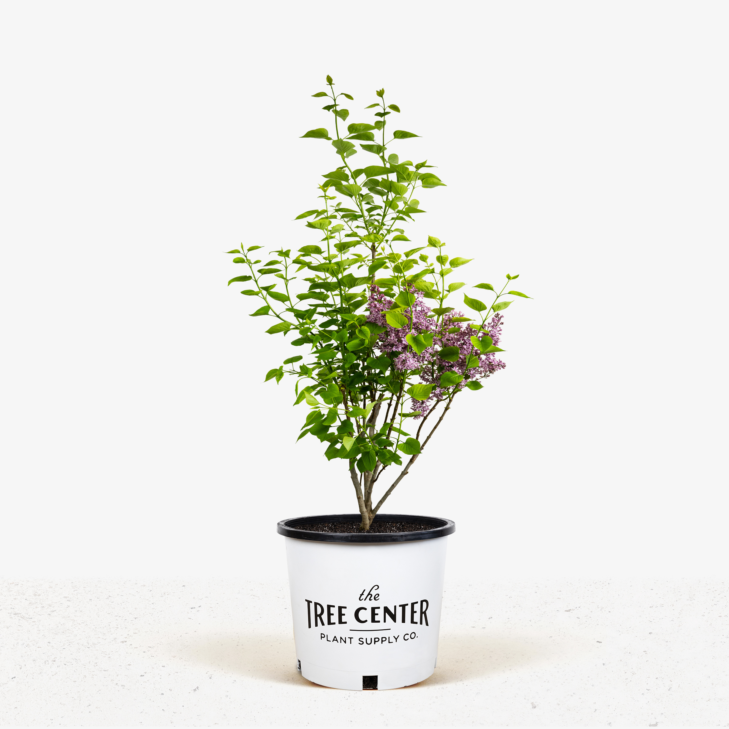 Sensation Lilac Shrubs For Sale Online | The Tree Center