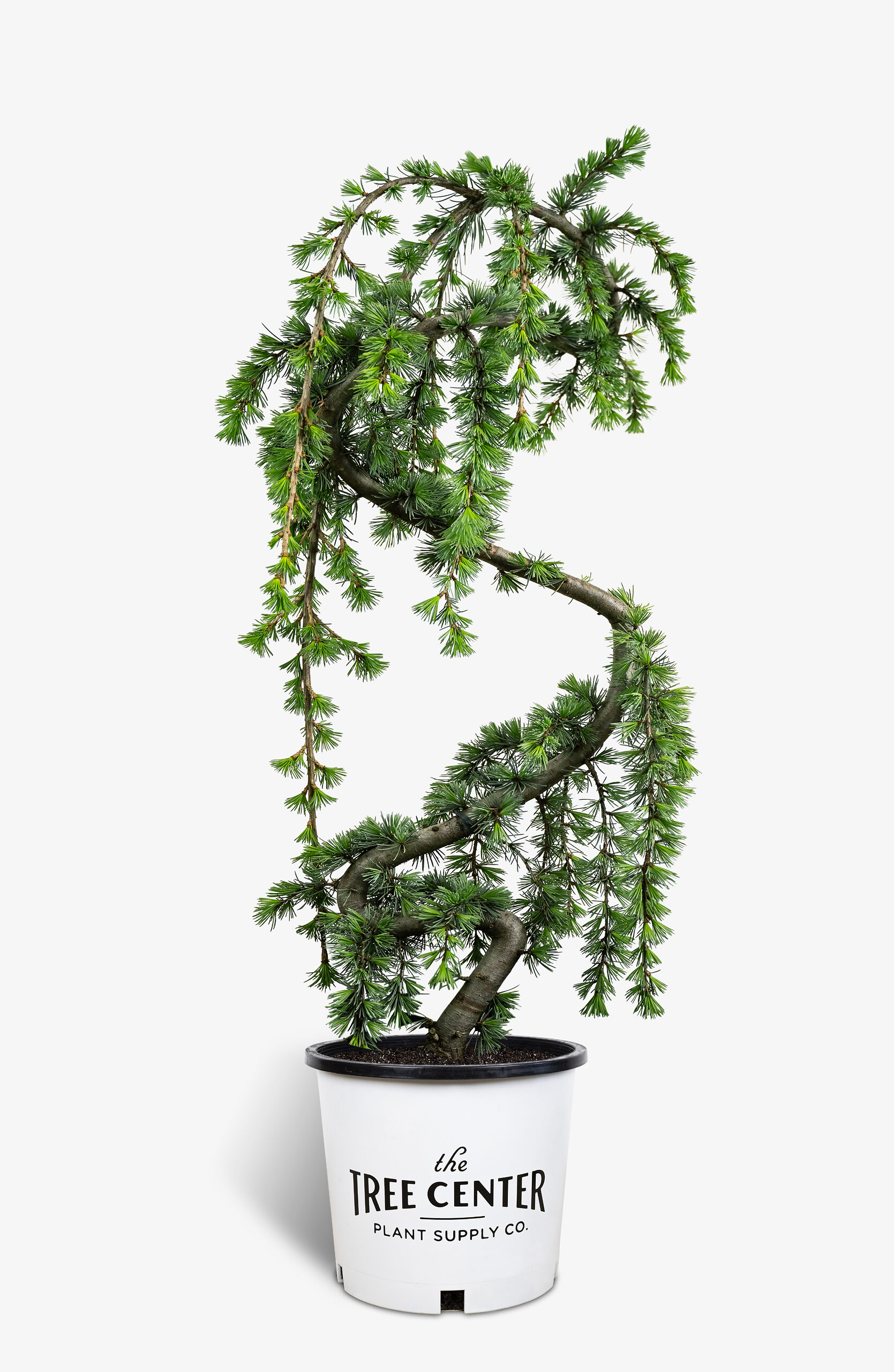 Serpentine Blue Atlas Cedar For Sale Online | The Tree Center