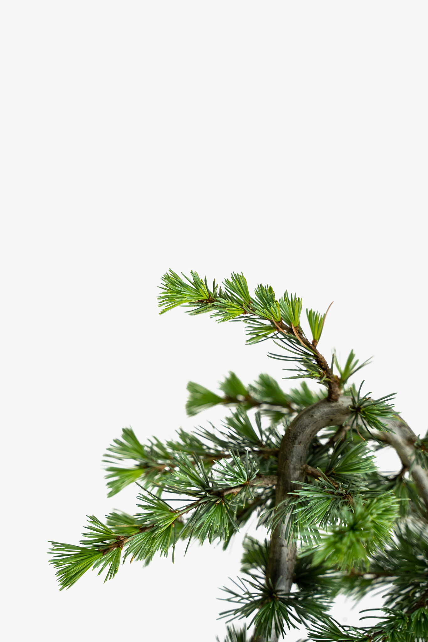 Serpentine Blue Atlas Cedar For Sale Online | The Tree Center