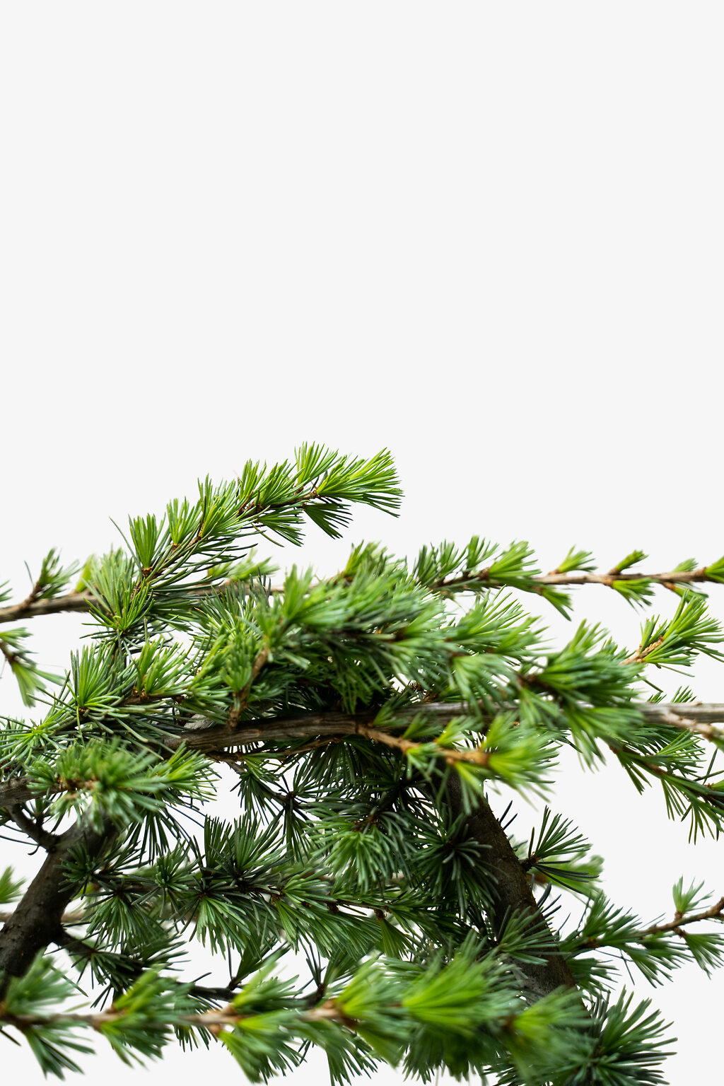 Serpentine Blue Atlas Cedar For Sale Online | The Tree Center