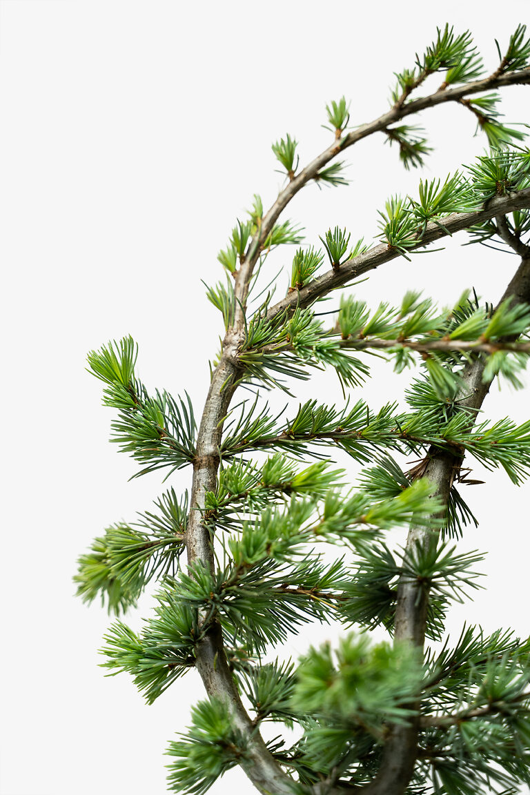 Serpentine Blue Atlas Cedar For Sale Online | The Tree Center