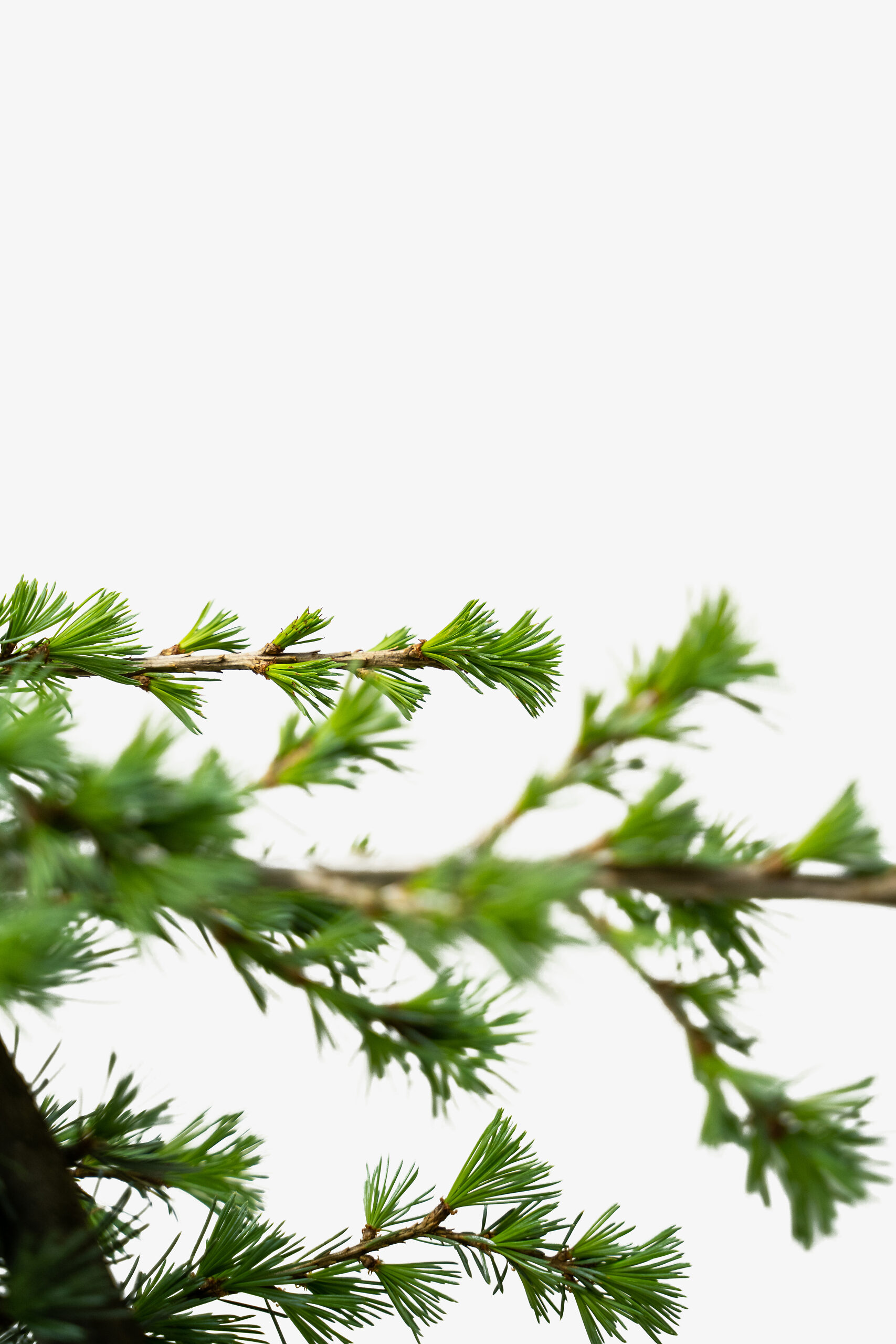 Serpentine Blue Atlas Cedar For Sale Online | The Tree Center