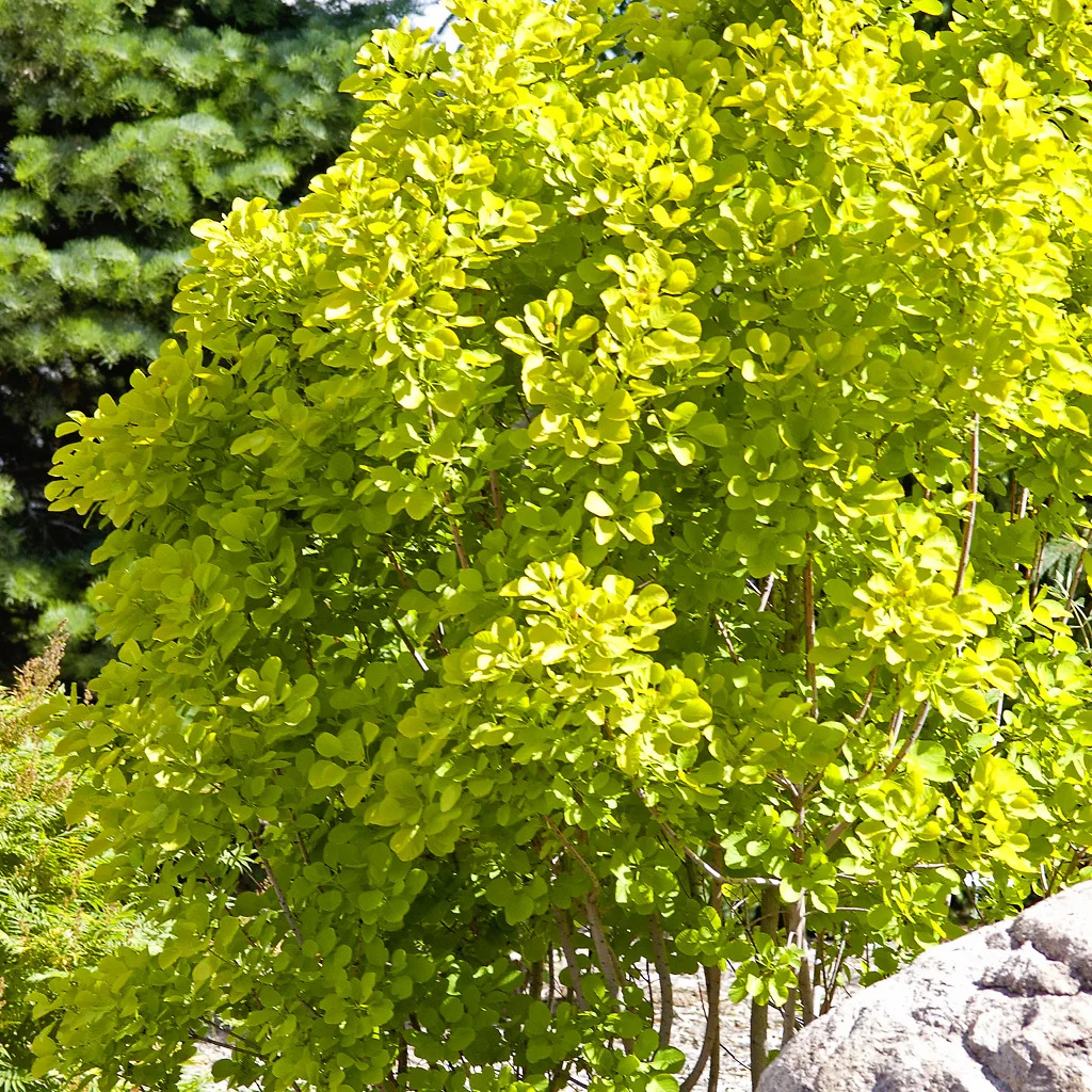 Golden Spirit Smoketree For Sale Online | The Tree Center