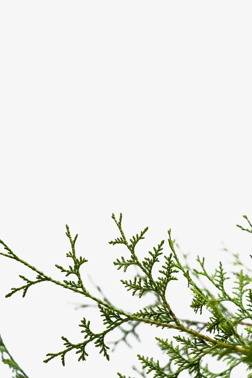 Sugar and Spice Arborvitae Trees For Sale Online | The Tree Center