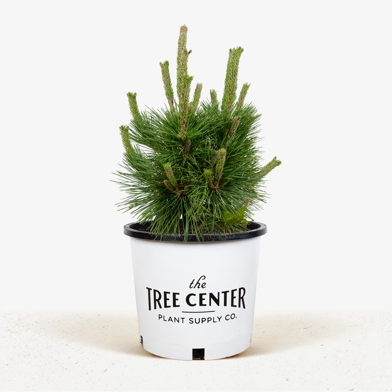 Thunderhead Pine Trees For Sale Online | The Tree Center