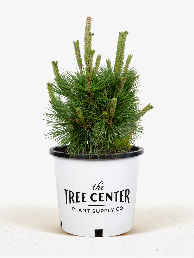 Pine Trees For Sale Online | The Tree Center