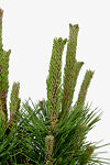 Thunderhead Pine Trees For Sale Online | The Tree Center