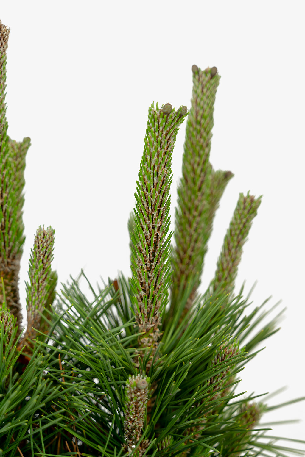 Thunderhead Pine Trees For Sale Online | The Tree Center