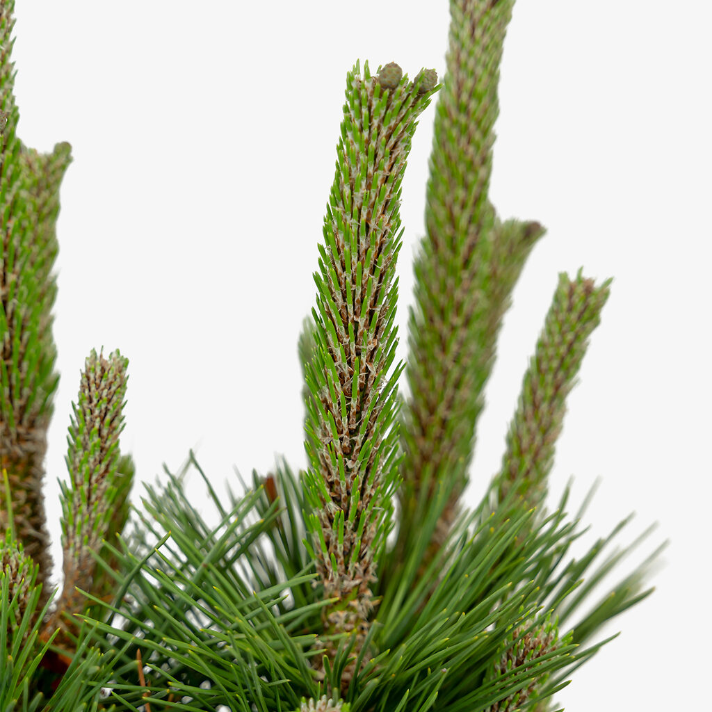 Thunderhead Pine Trees For Sale Online | The Tree Center