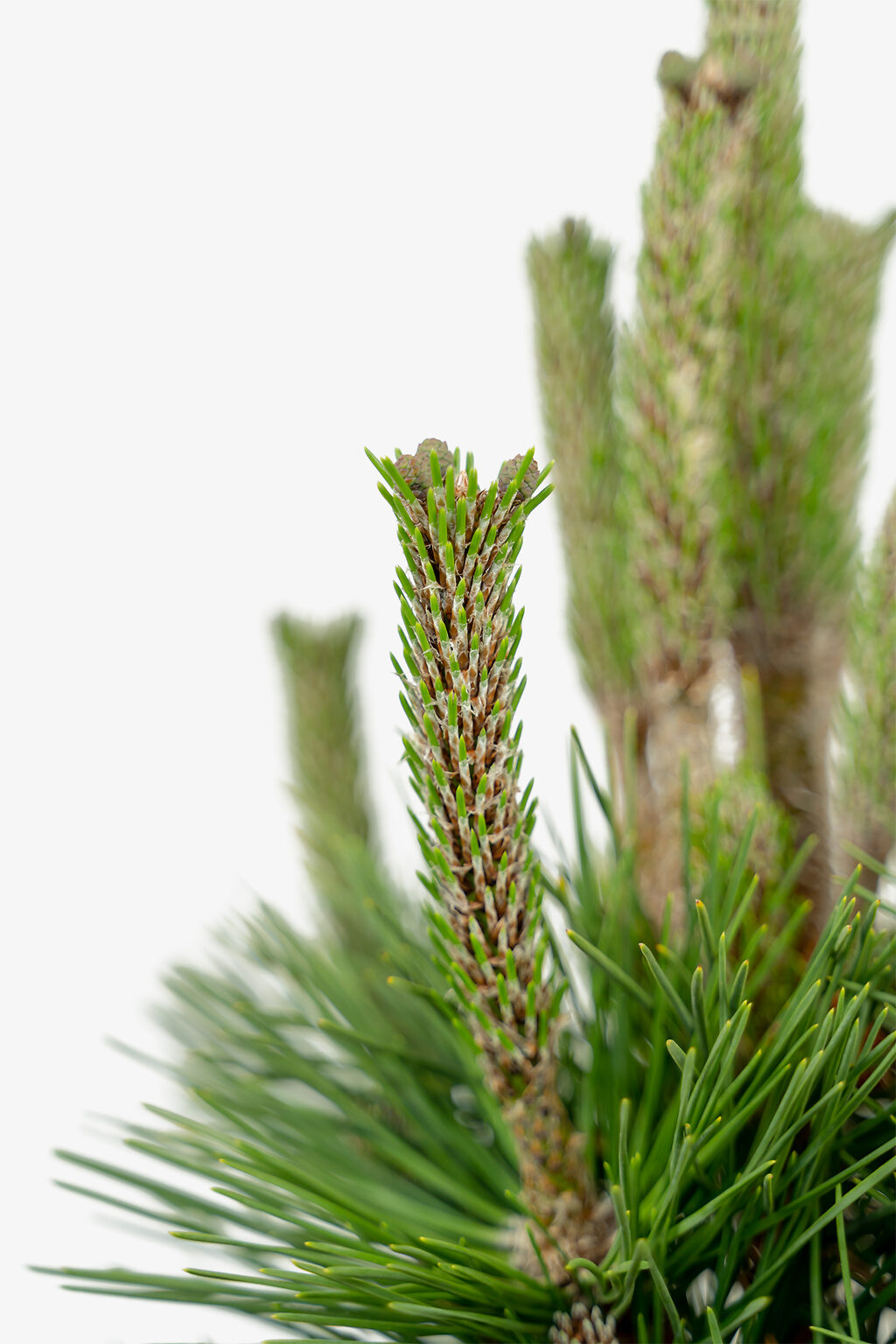 Thunderhead Pine Trees For Sale Online | The Tree Center