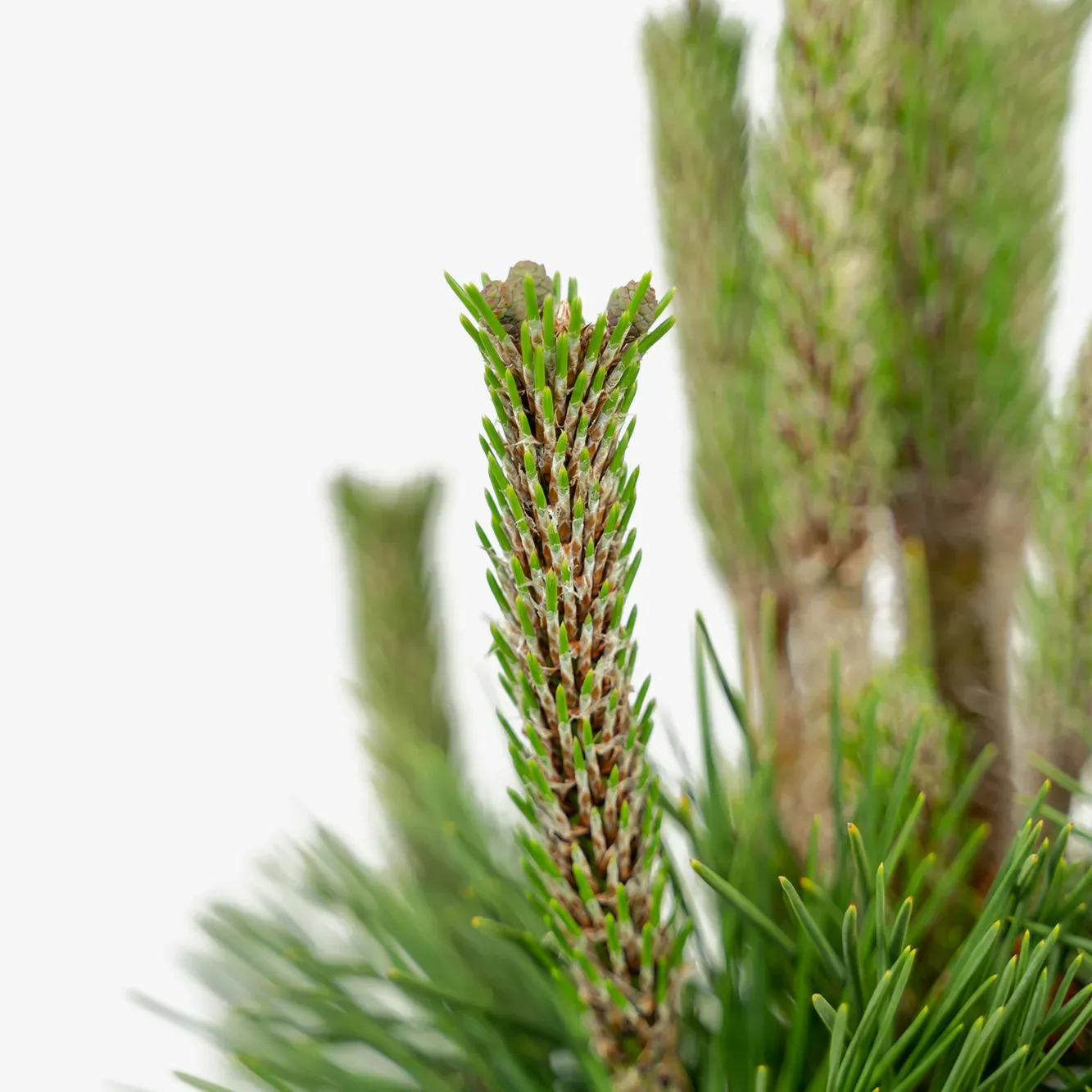 Thunderhead Pine Trees For Sale Online | The Tree Center