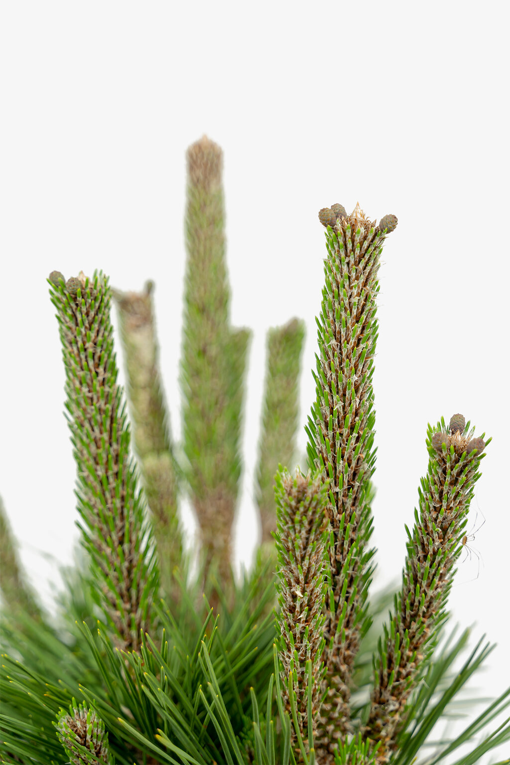 Thunderhead Pine Trees For Sale Online | The Tree Center