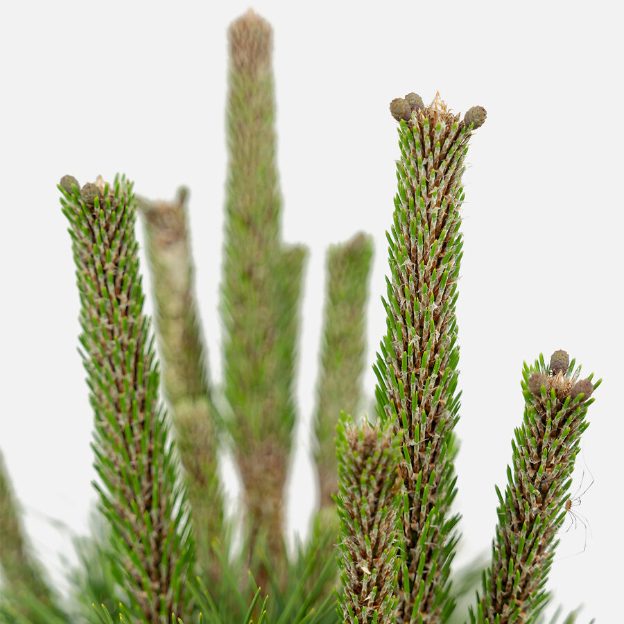 Thunderhead Pine Trees For Sale Online | The Tree Center