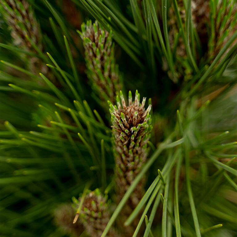 Thunderhead Pine Trees For Sale Online | The Tree Center