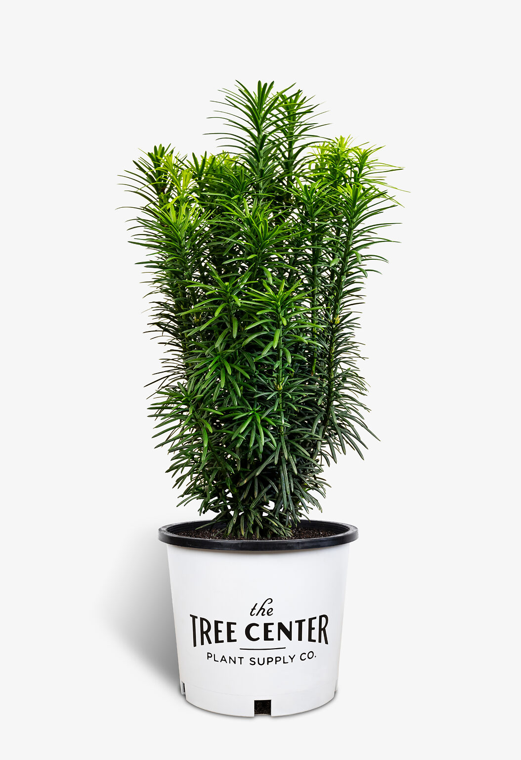 Upright Japanese Plum Yew For Sale Online | The Tree Center
