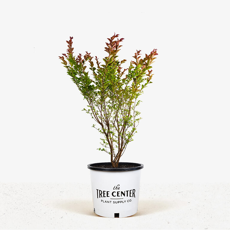 Buy Enduring Summer Red Crape Myrtle Trees Online | The Tree Center