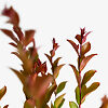 Buy Enduring Summer Red Crape Myrtle Trees Online | The Tree Center
