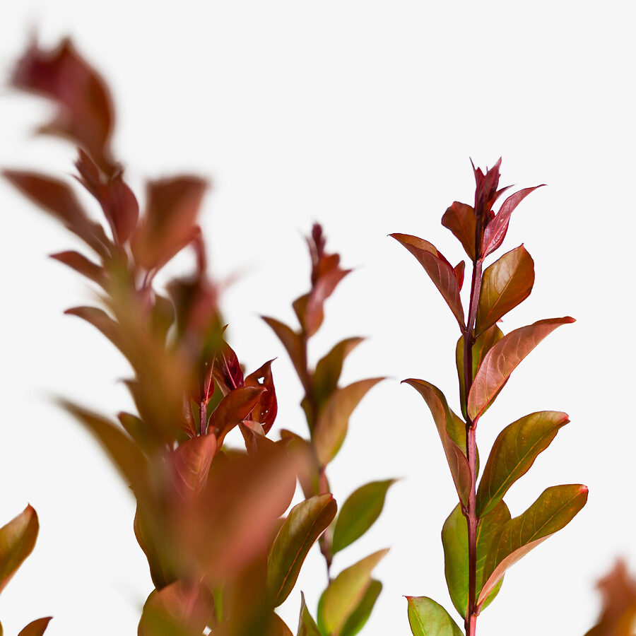 Buy Enduring Summer Red Crape Myrtle Trees Online | The Tree Center